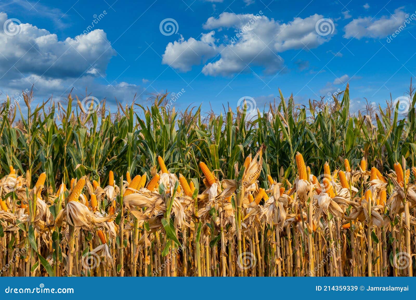 Ripe Corn, A Corn Cob In A Cultivated Agricultural Corn Field Ready For ... Ripe Corn, A Corn Cob In A Cultivated Agricultural Corn Field Ready For ...