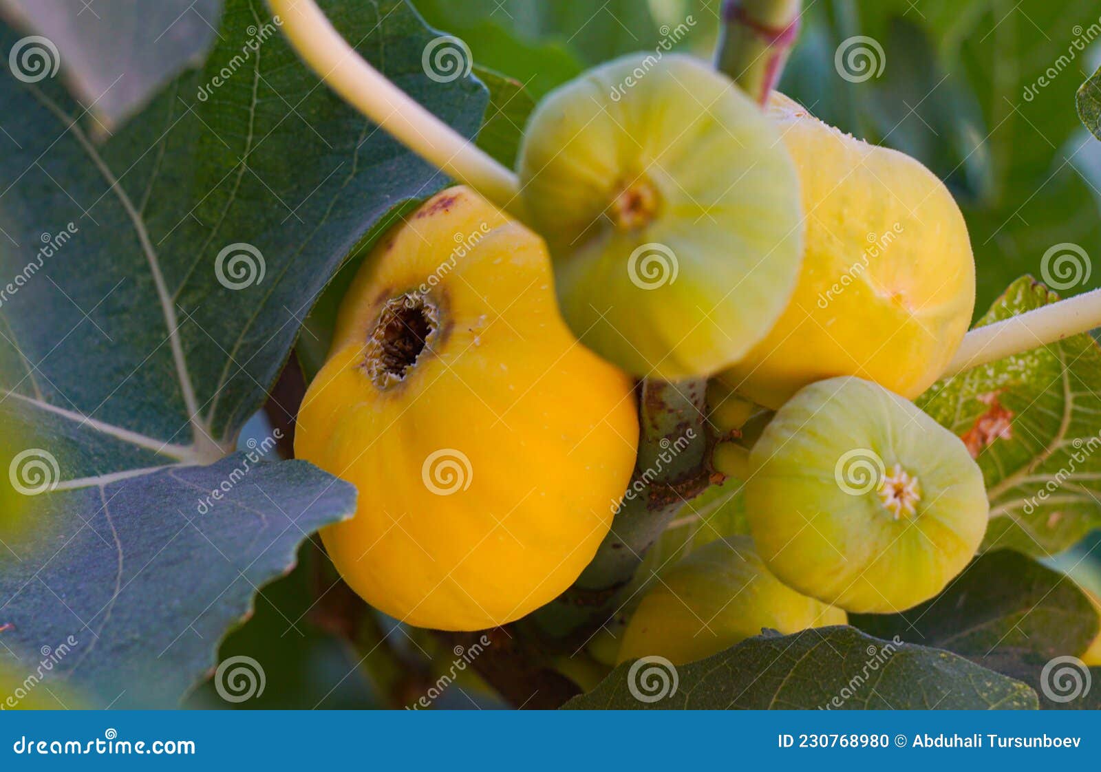 Yellow ripe fig tree stock photo. Image of juicy, growing - 230768980
