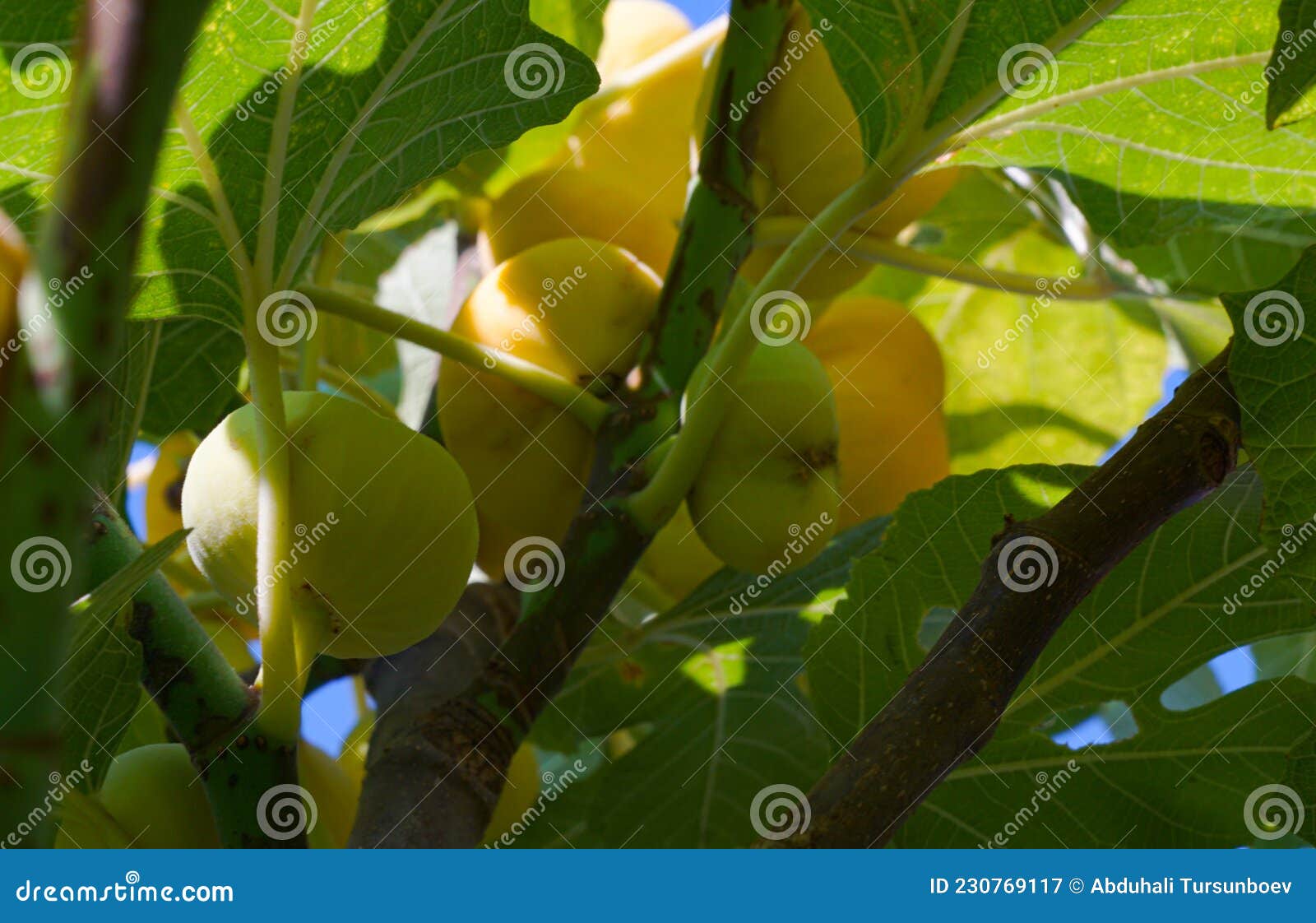 Yellow ripe fig tree stock image. Image of fresh, ingredient - 230769117
