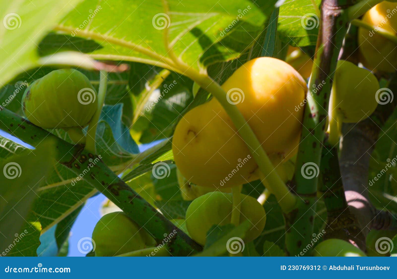 Yellow ripe fig tree stock photo. Image of agriculture - 230769312