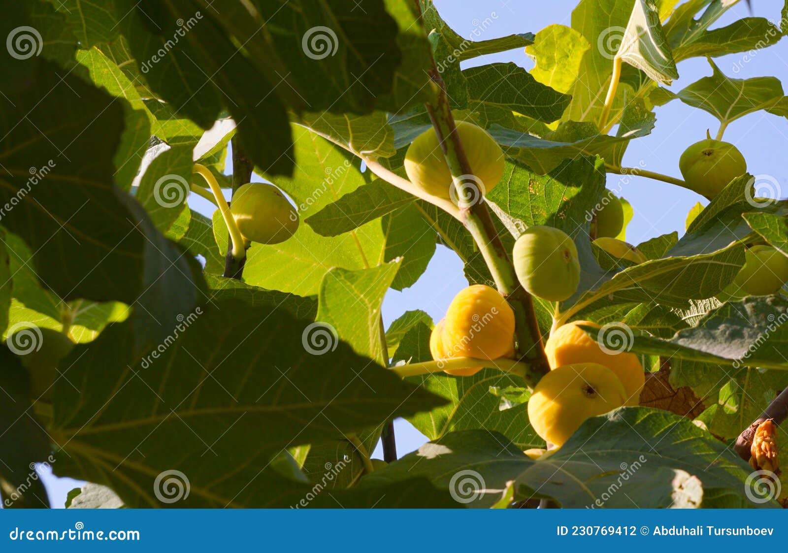 Yellow ripe fig tree stock photo. Image of natural, sweet - 230769412