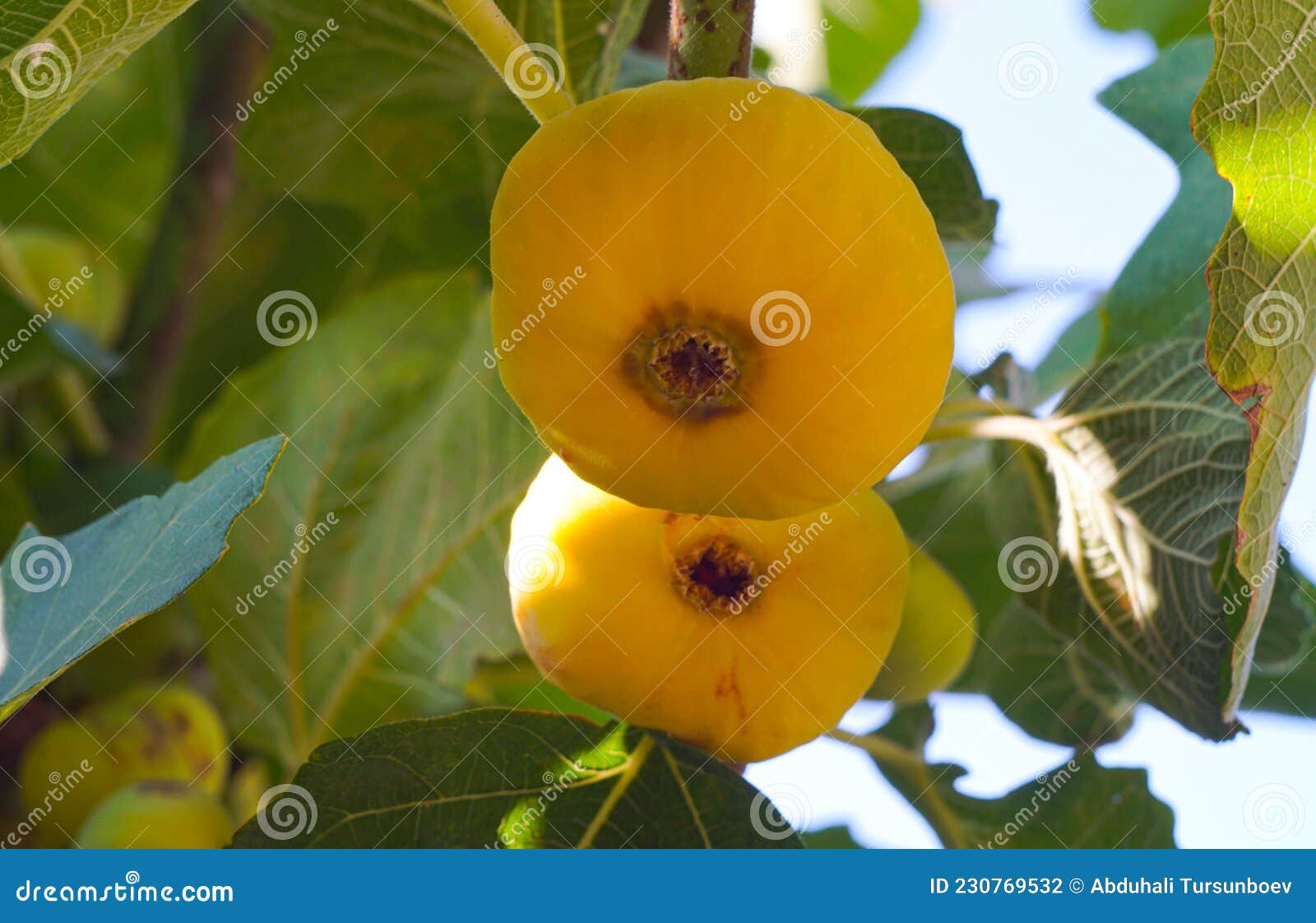 Yellow ripe fig tree stock photo. Image of close, juicy - 230769532