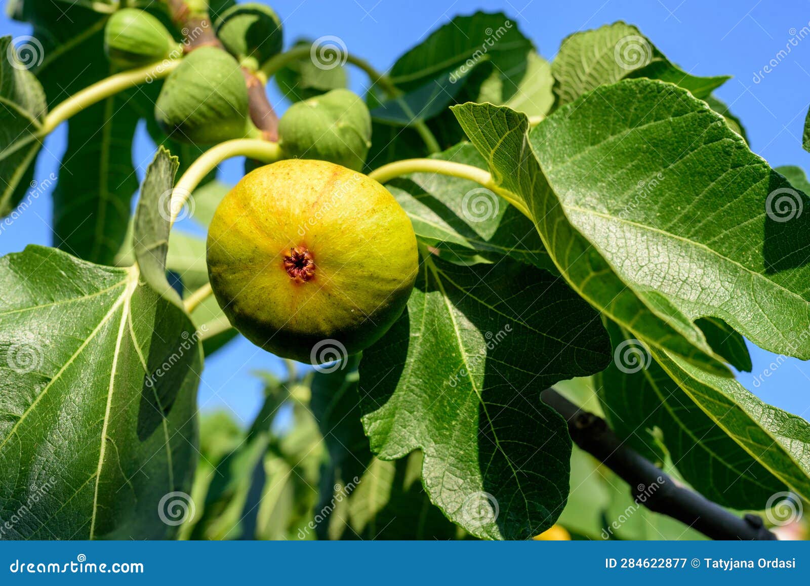 Yellow Ripe Figs on a Tree Branch Stock Image - Image of source, fruit ...