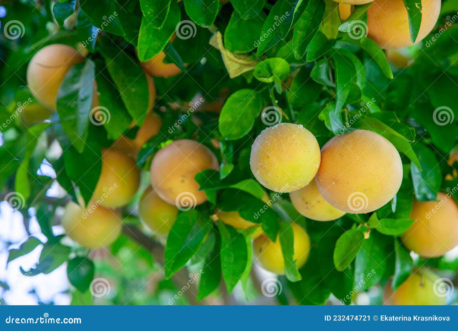 Yellow Ripe Grapefruit on a Tree Branch in the Orchard Stock Image ...