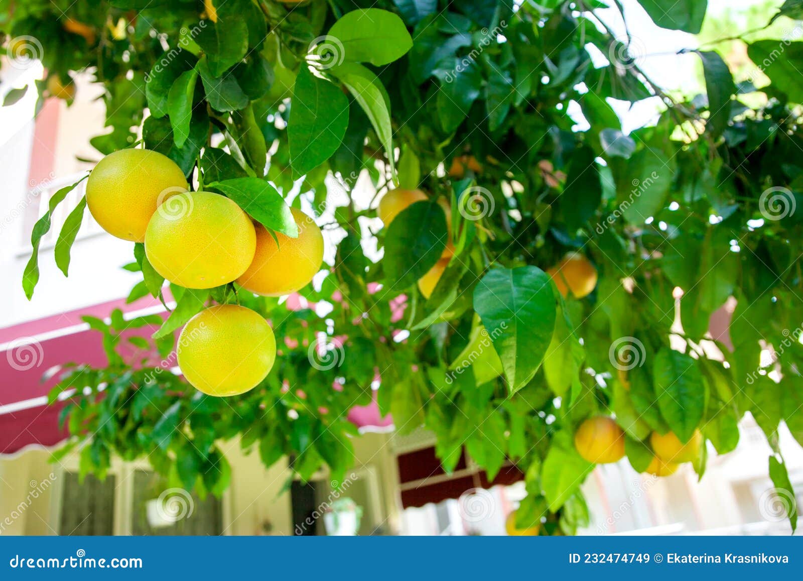 Yellow Ripe Grapefruit on a Tree Branch in the Orchard Stock Image ...