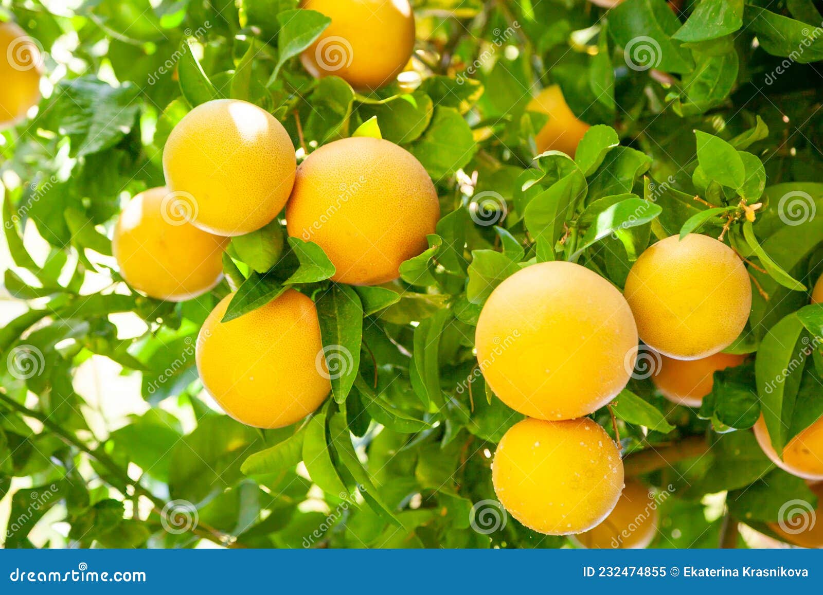 Yellow Ripe Grapefruit on a Tree Branch in the Orchard Stock Image ...