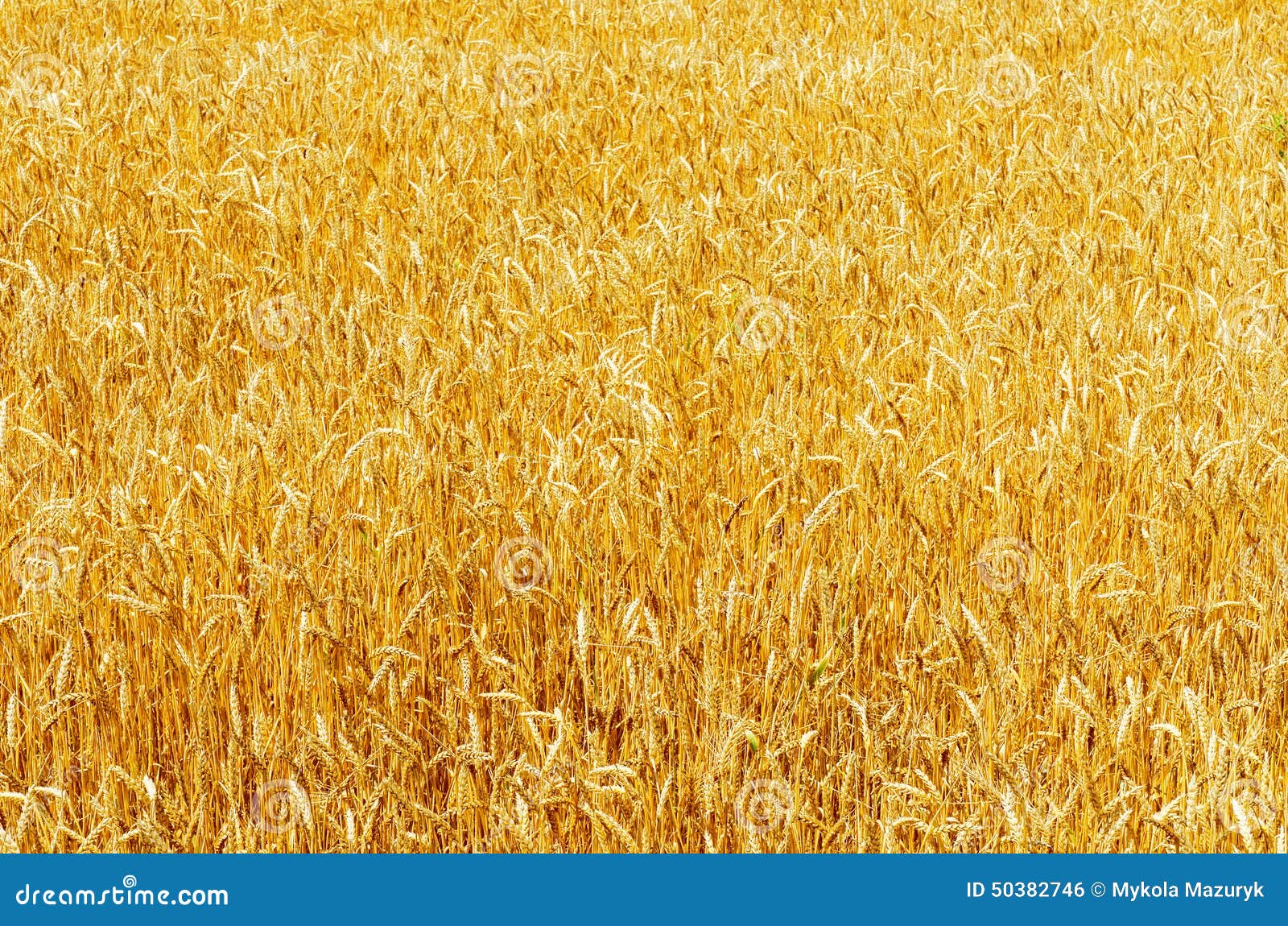 Yellow ripe harvest field stock photo. Image of grow - 50382746