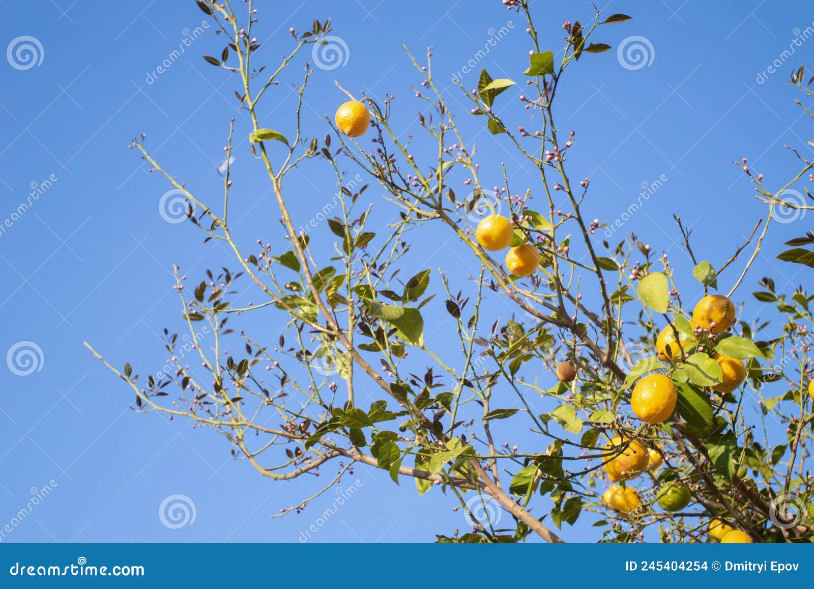 Yellow Ripe Lemons on a Lemon Tree Stock Photo - Image of lemons ...