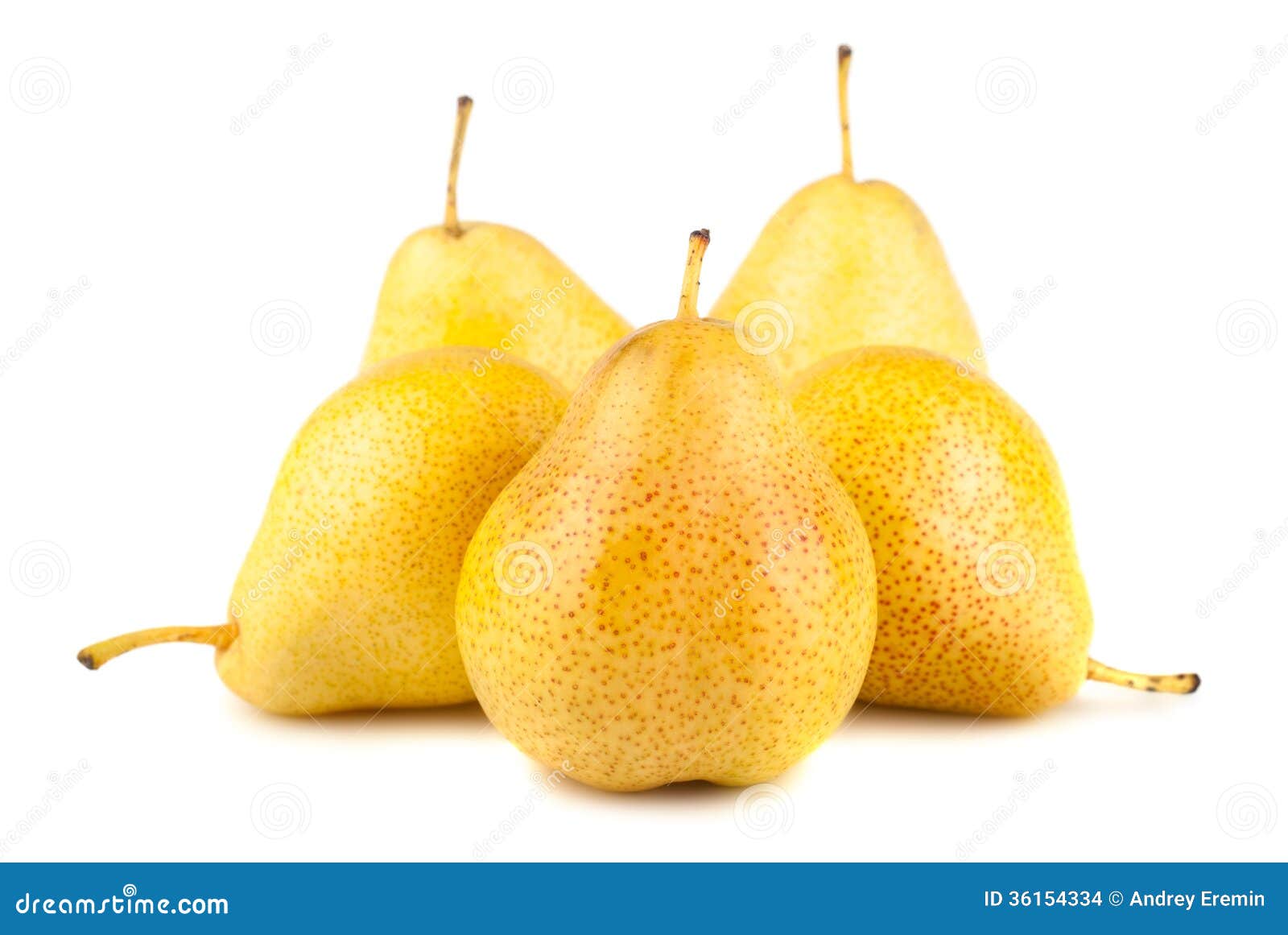 Yellow Ripe Apple With Raindrops On Branches Of Autumn Tree Royalty ...