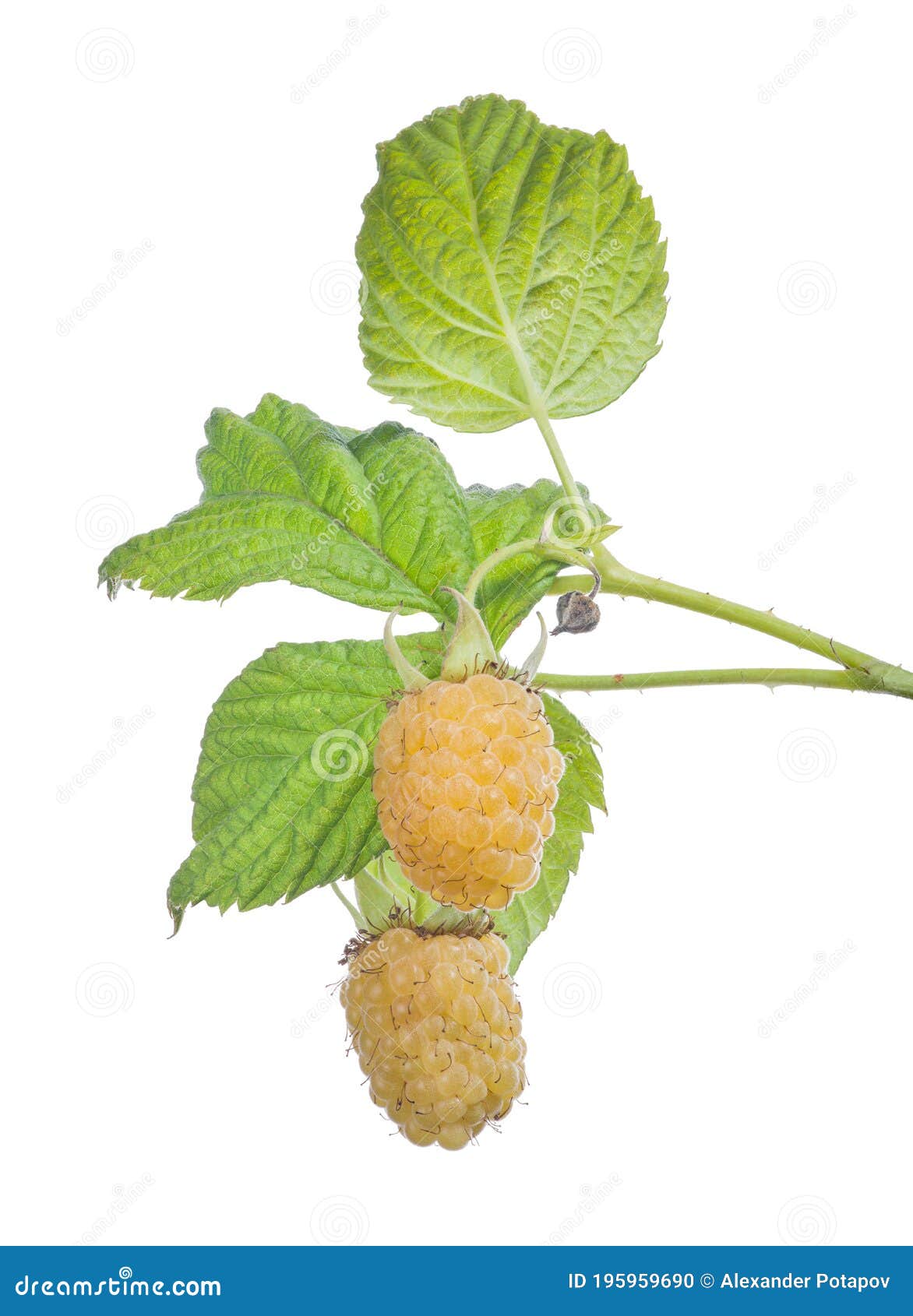Raspberry Green Leaves Isolated On White Background. Royalty-Free Stock ...