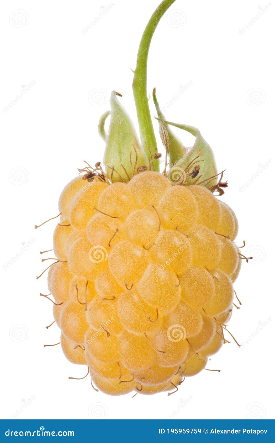 Yellow Ripe Raspberry Isolated on White Stock Image - Image of soft ...