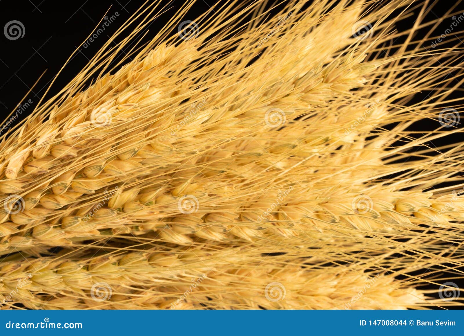 Yellow Wheat Bundle On Black Background Stock Photo - Image of growth ...