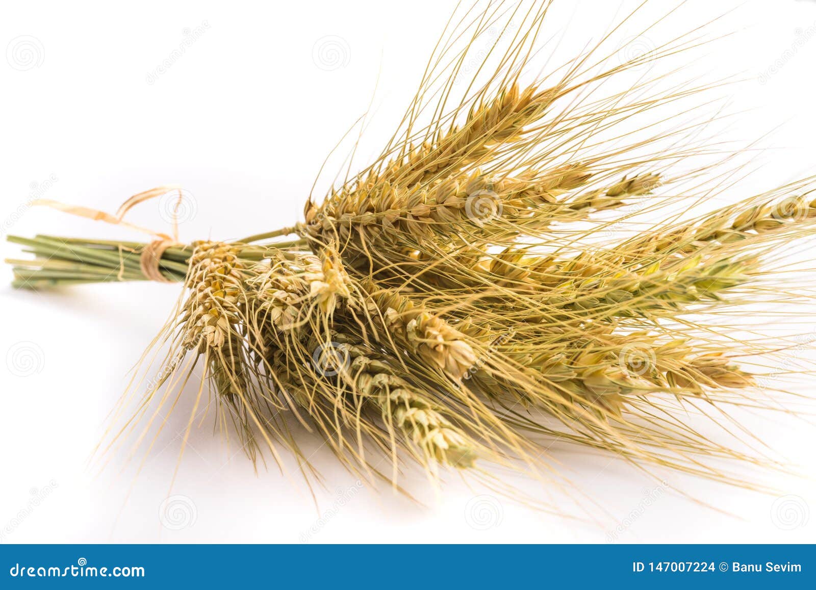 Yellow Wheat Bundle on White Background Stock Photo - Image of grain ...
