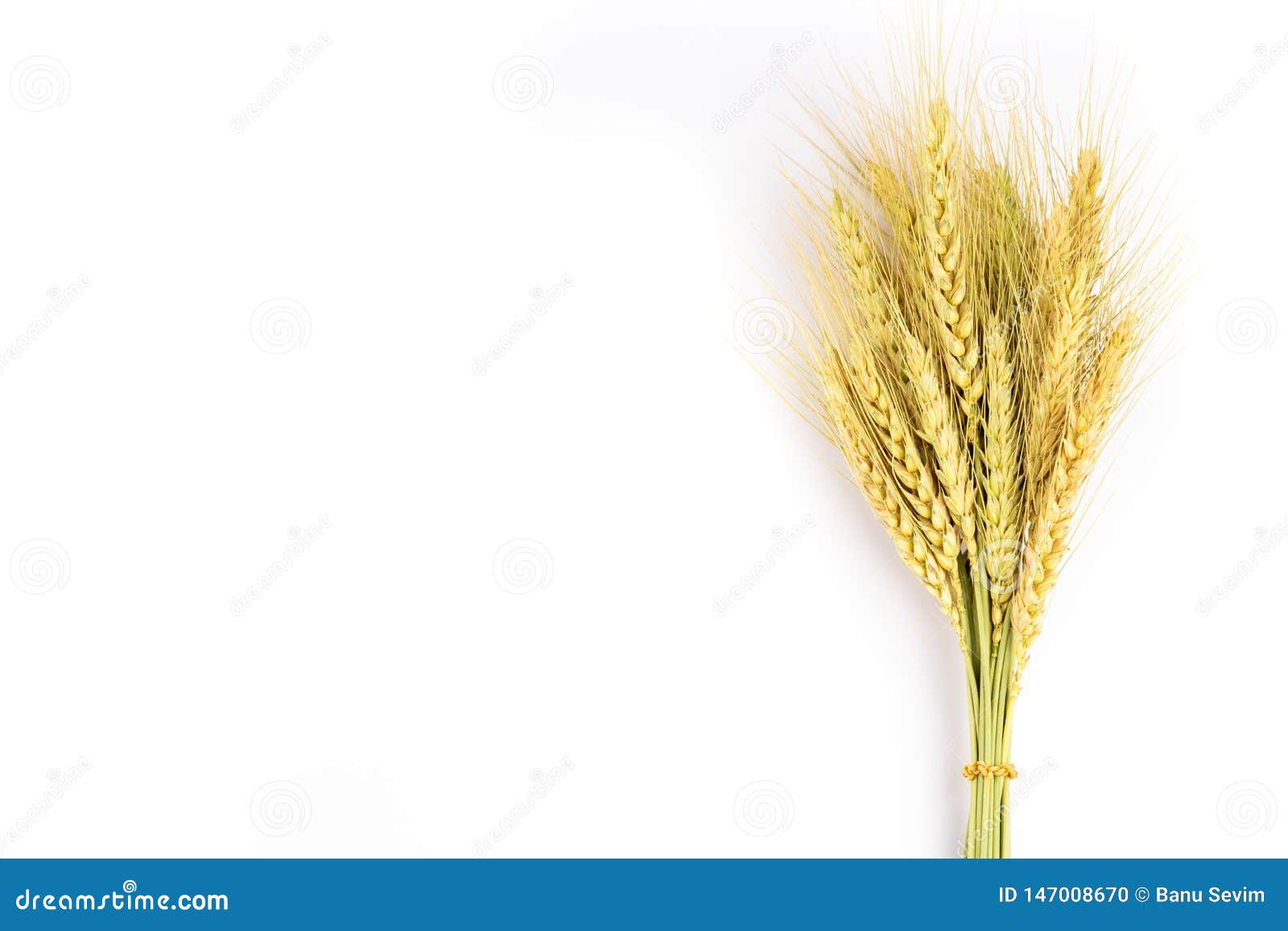 Yellow Wheat Bundle on White Background Stock Photo - Image of grain ...