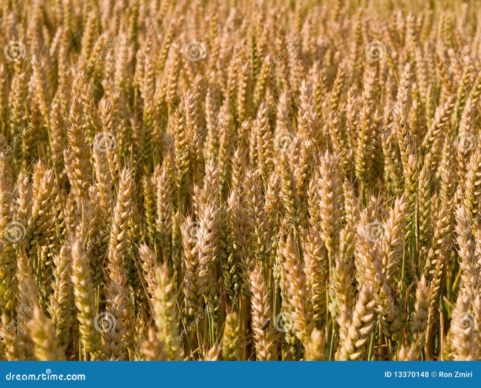 Yellow Ripe Wheat Grain in a Field Stock Photo - Image of growth, food ...