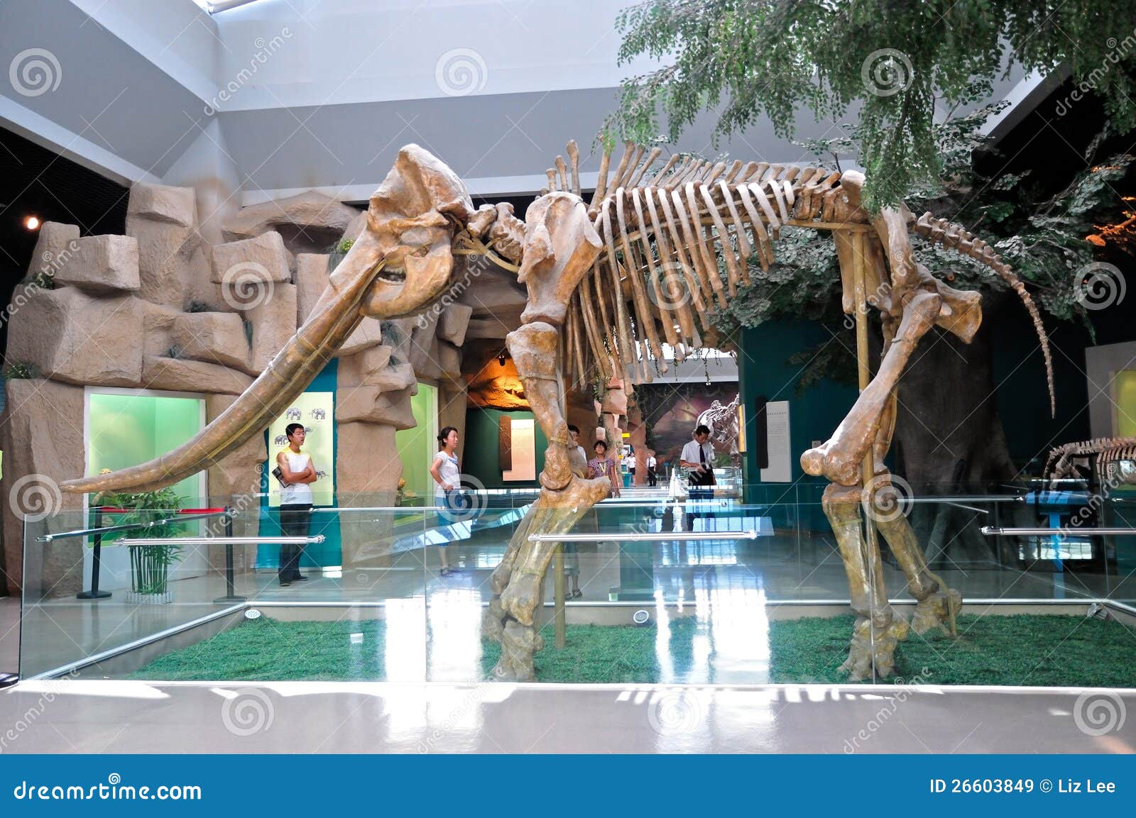 Yellow River Elephant Fossil Editorial Stock Image - Image of natural ...