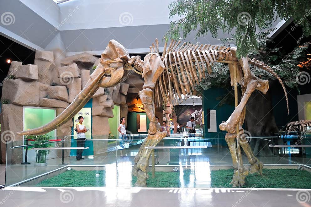 Yellow River Elephant Fossil Editorial Stock Image - Image of natural ...
