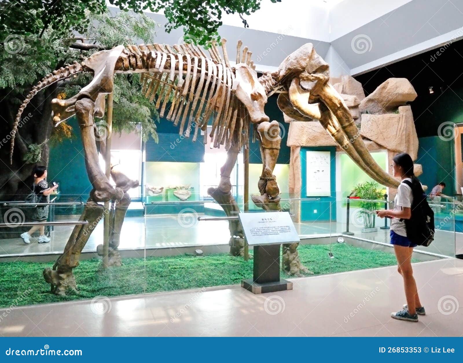 Yellow River Elephant Fossil Editorial Stock Photo - Image of natural ...