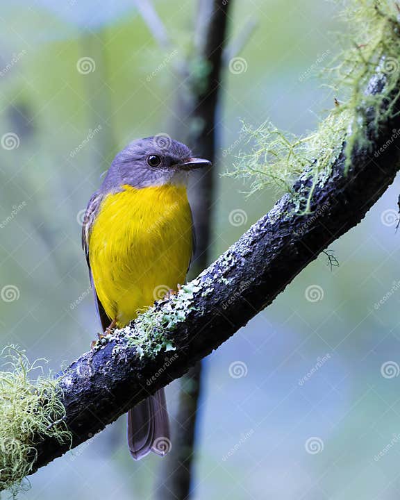 Yellow Robin Perched in a Lush Rainforest Setting Stock Photo - Image ...