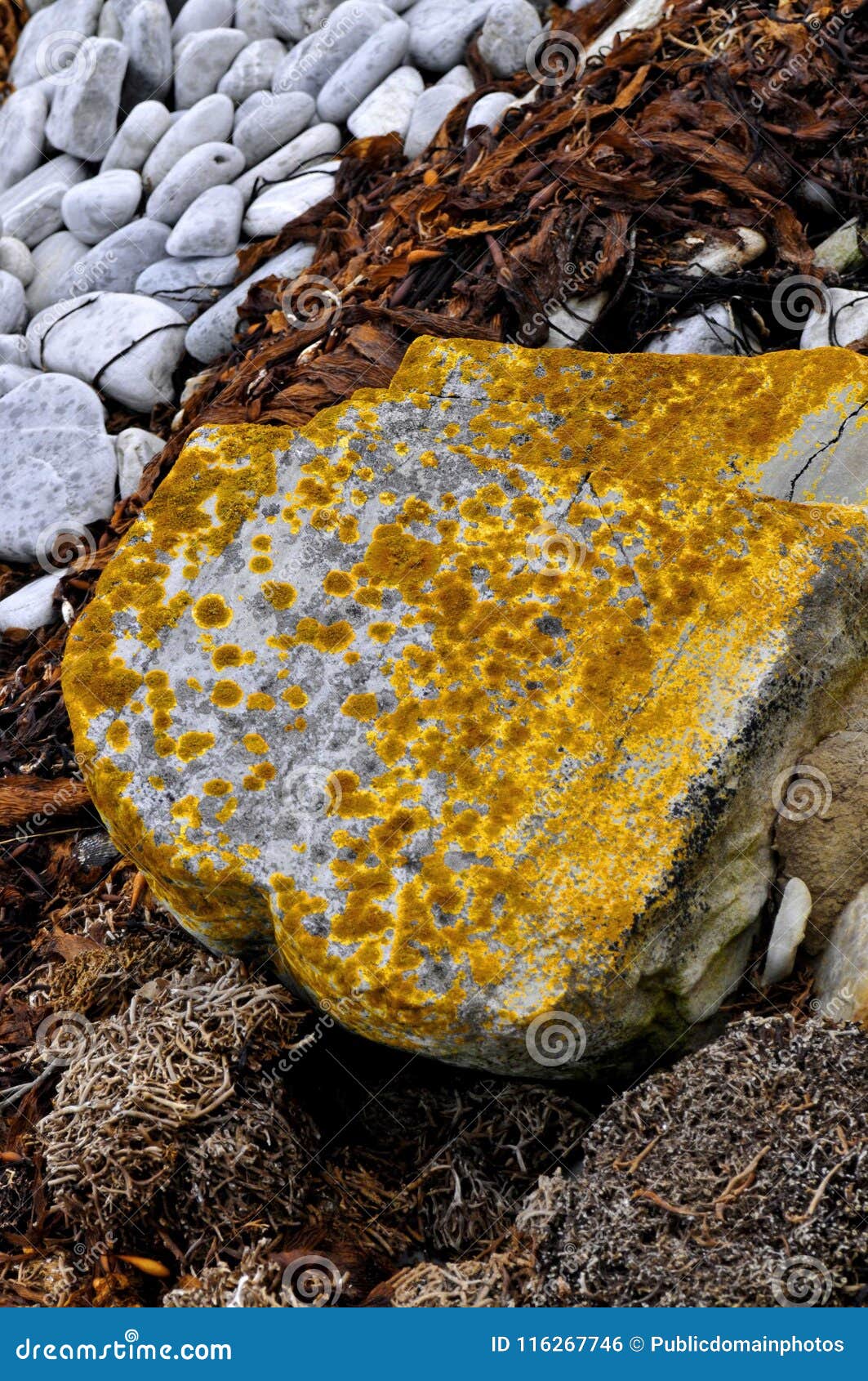 Yellow, Rock, Geology, Fungus Picture. Image: 116267746