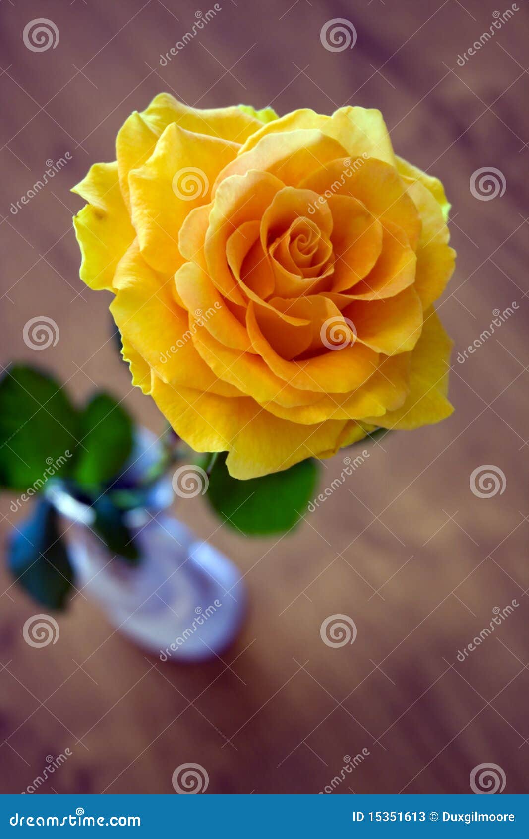 Yellow Romantic Rose in White Ceramic Vase Stock Image - Image of ...