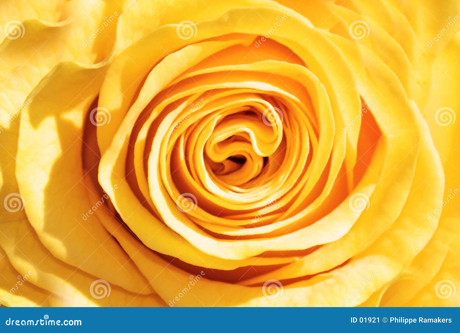 Yellow rose stock image. Image of leaf, rose, plant, yellow - 1921