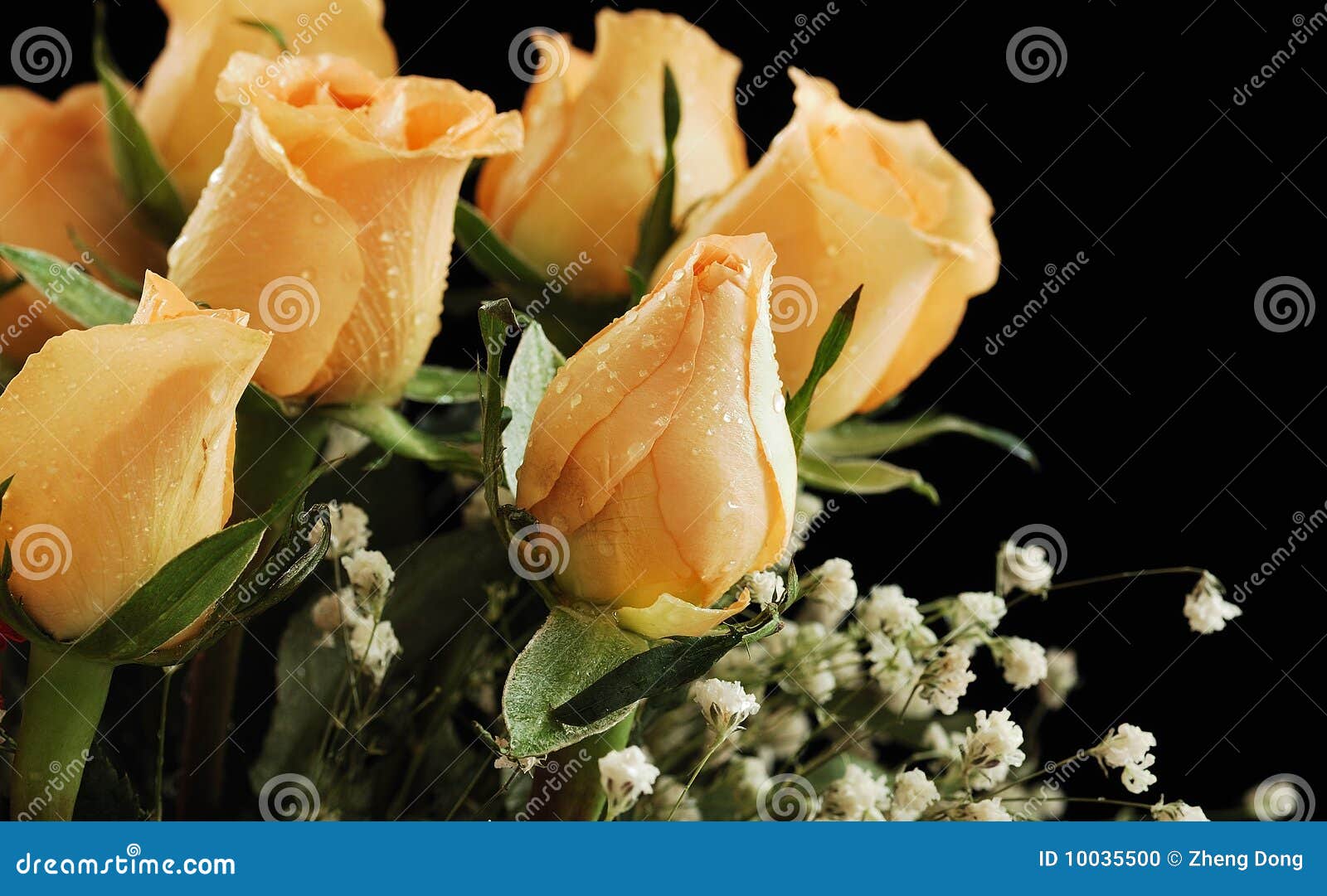 Yellow rose stock photo. Image of color, drip, flower - 10035500