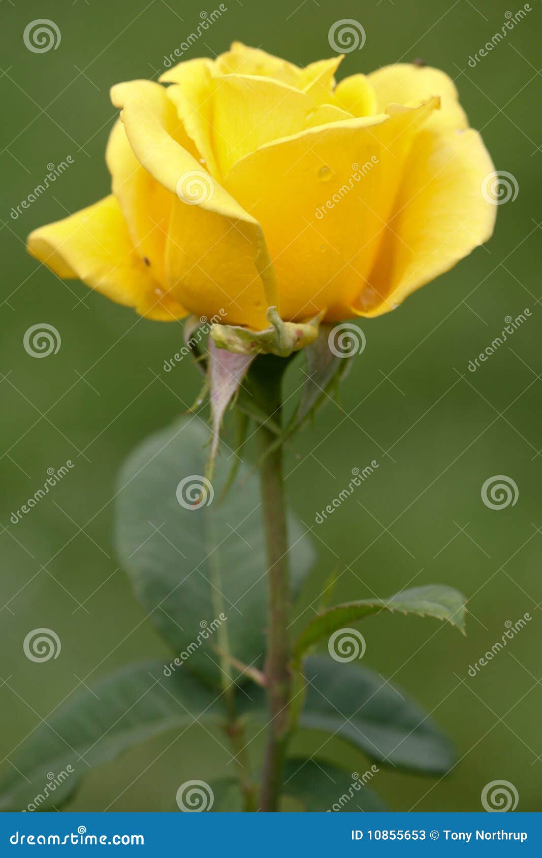 Yellow rose stock image. Image of romance, bloom, yellow - 10855653