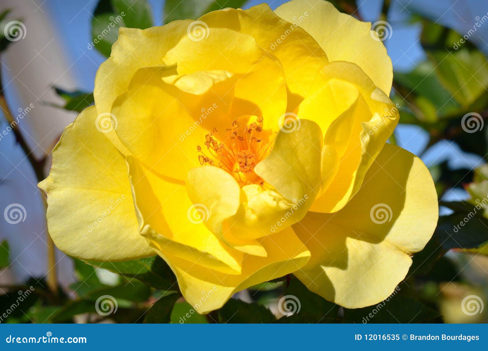 Yellow Rose stock image. Image of nature, seasonal, rose - 12016535