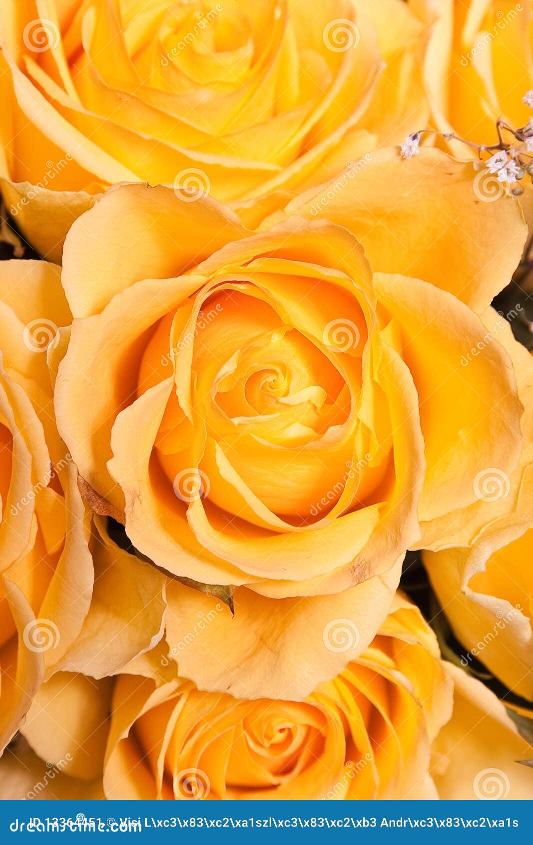 Yellow Rose stock image. Image of petal, flower, focus - 13364451