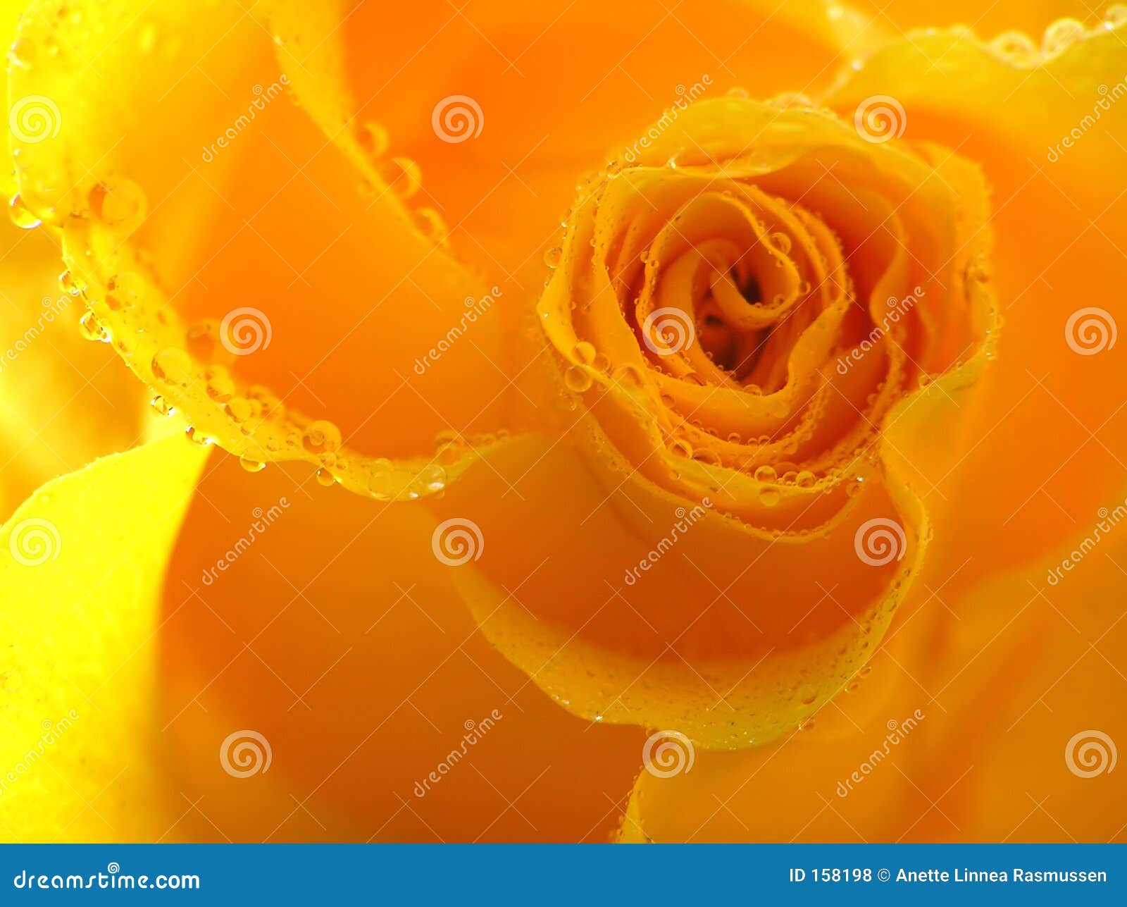 Yellow rose stock photo. Image of nature, drop, celebrate - 158198