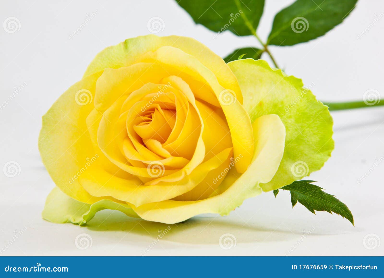 Yellow rose stock image. Image of nature, life, rose - 17676659
