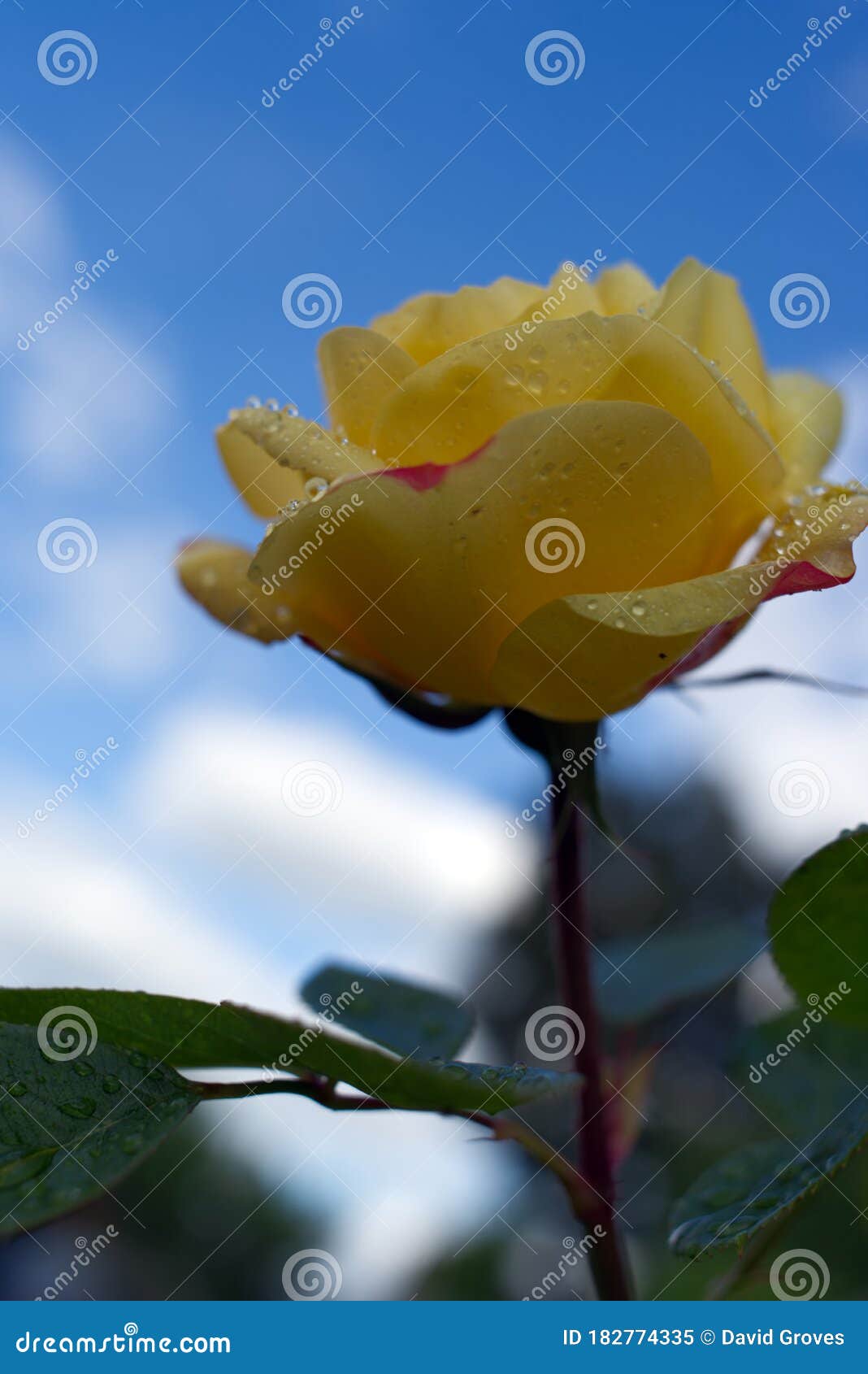 Mellow Yellow Rose Blue Sky Stock Image - Image of rain, rose: 182774335