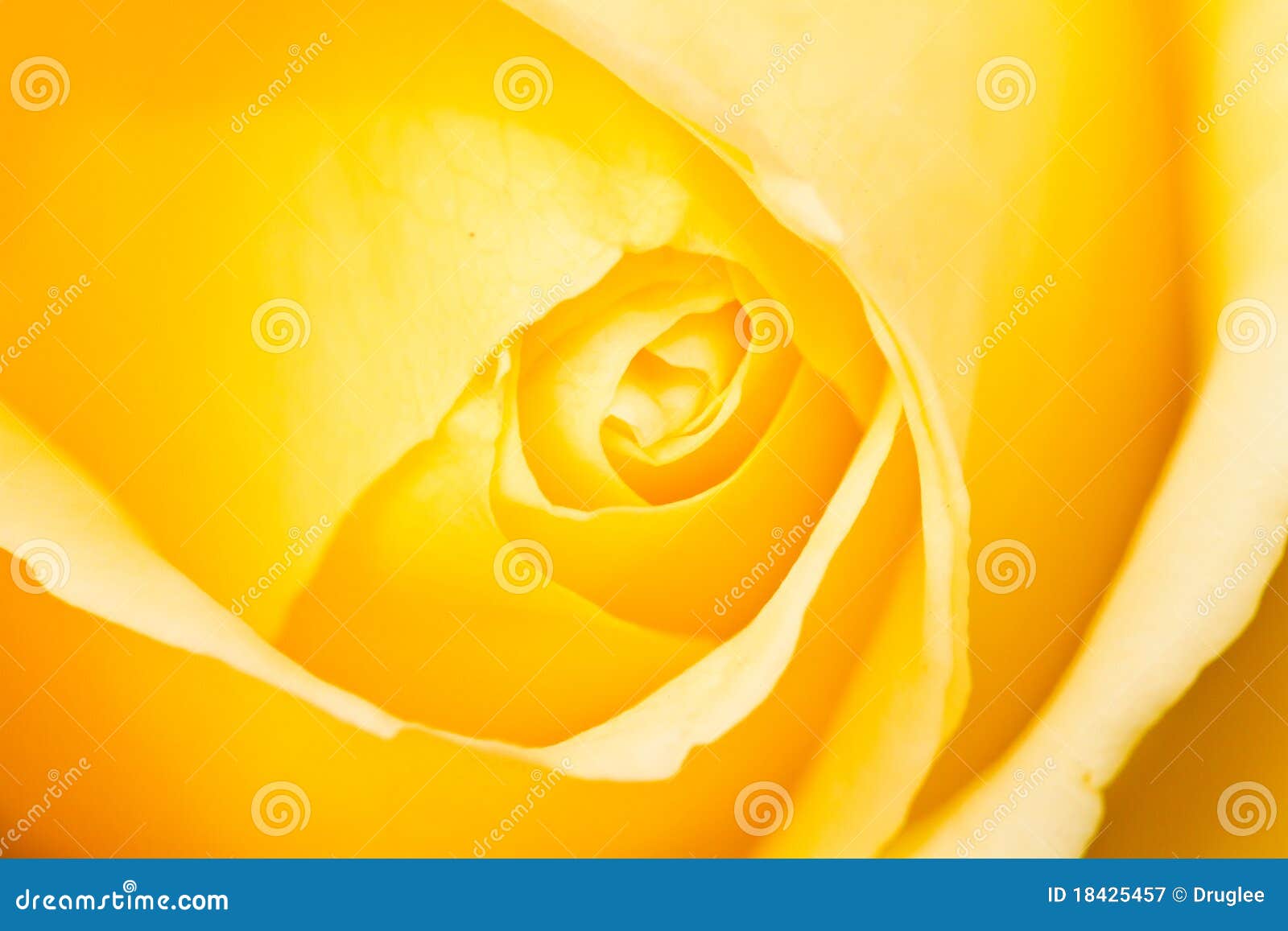 Yellow Rose stock image. Image of floral, isolated, yellow - 18425457