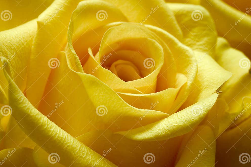 Yellow Rose 2 stock photo. Image of pistils, closeup, love - 67474