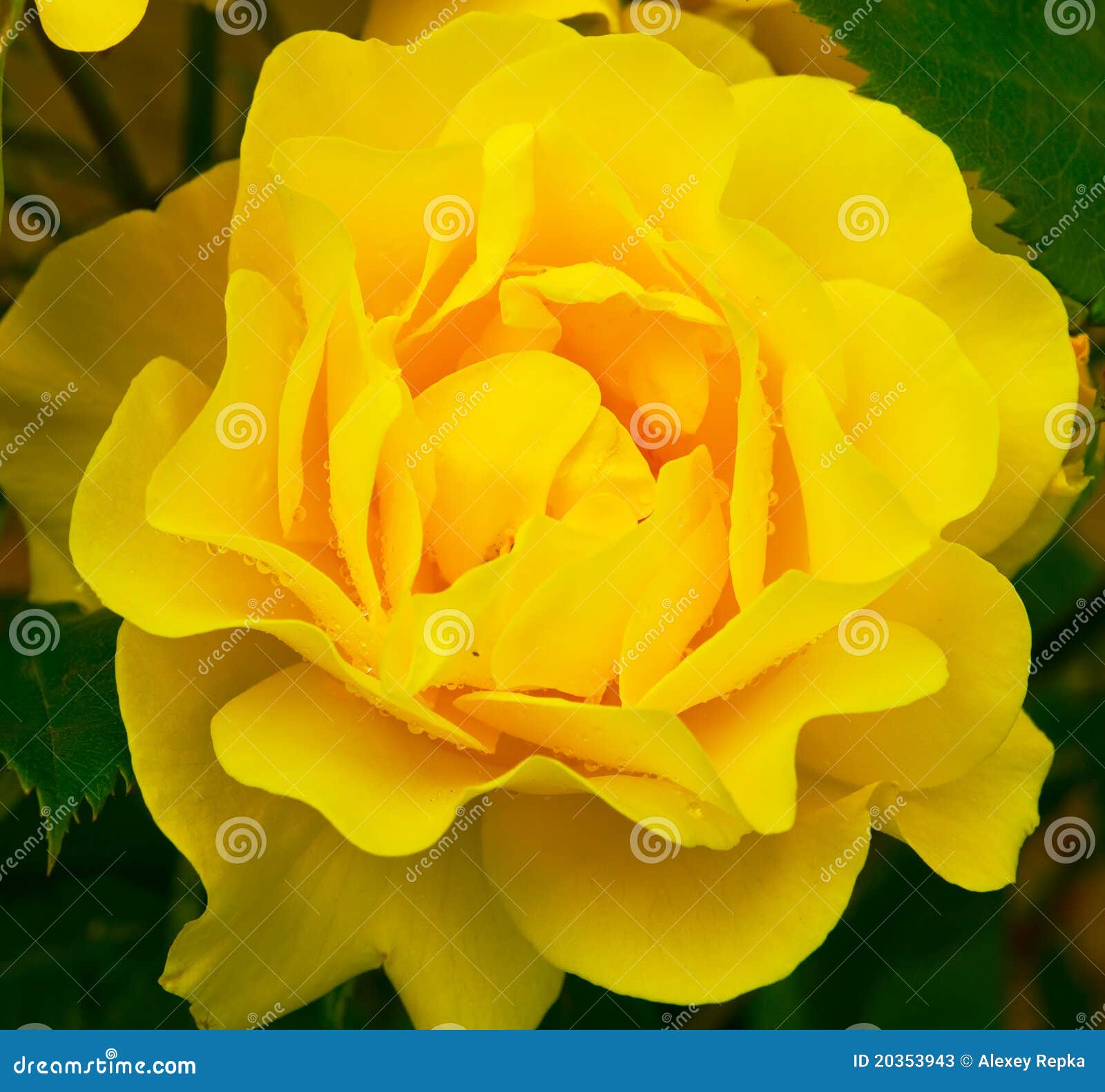 Yellow rose stock image. Image of flower, petal, blossom - 20353943