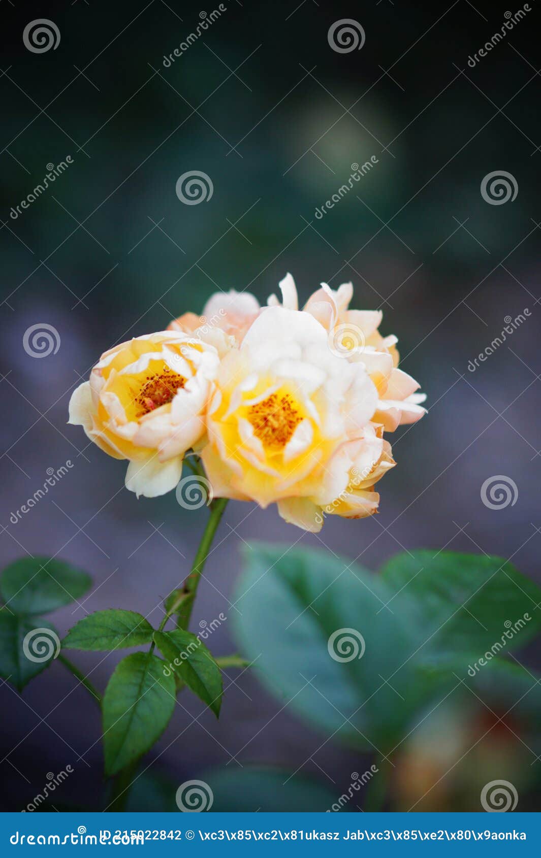Yellow rose in the garden stock photo. Image of summer - 215022842