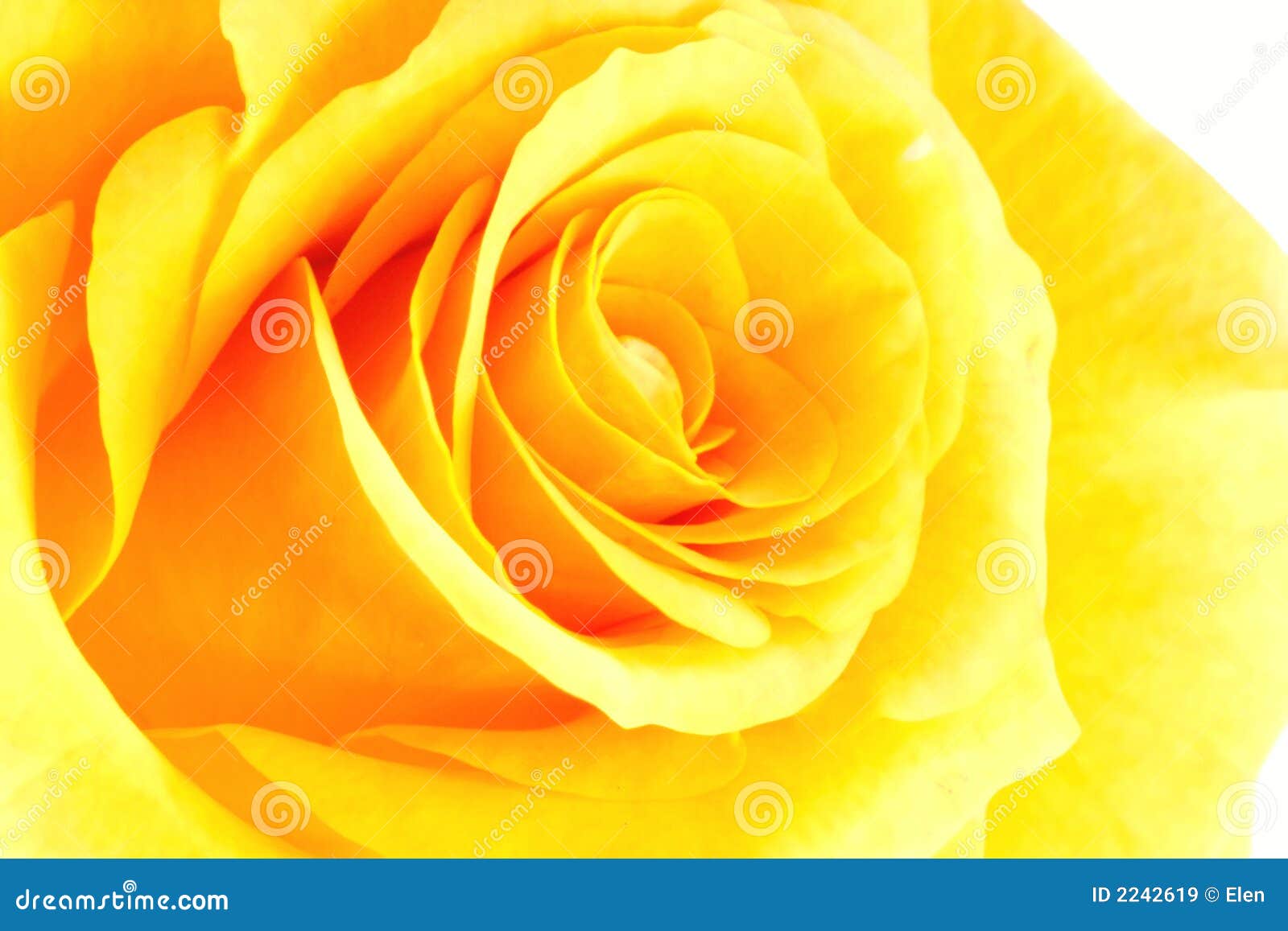 Yellow rose stock image. Image of floral, blooming, flora - 2242619