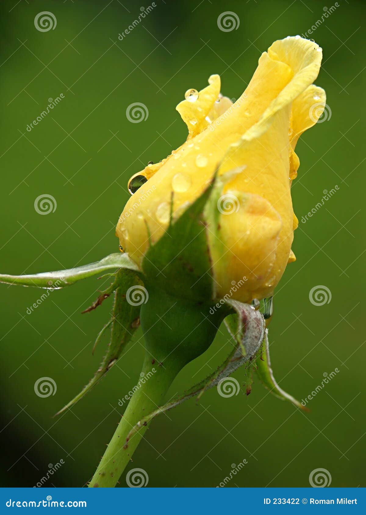 Yellow rose stock photo. Image of clear, plants, closed - 233422