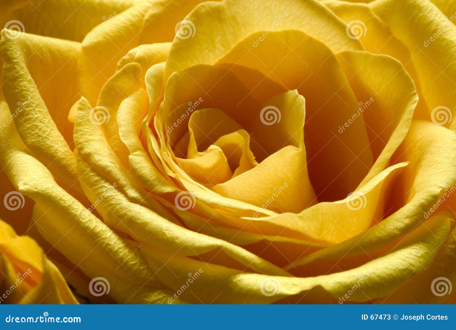Yellow Rose 3 stock image. Image of plant, bouquet, rose - 67473