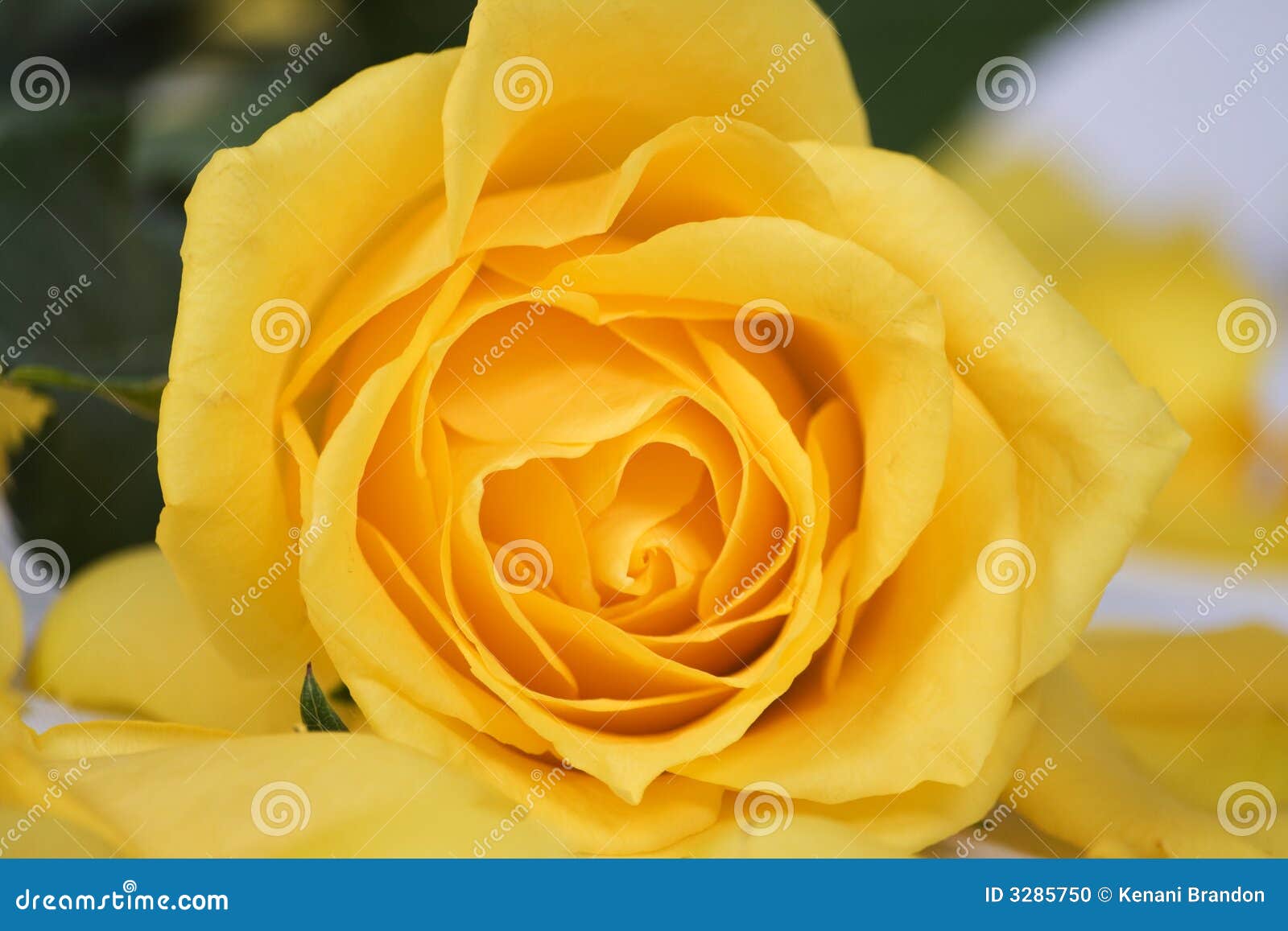 Yellow Rose stock photo. Image of rose, love, color, friendship - 3285750
