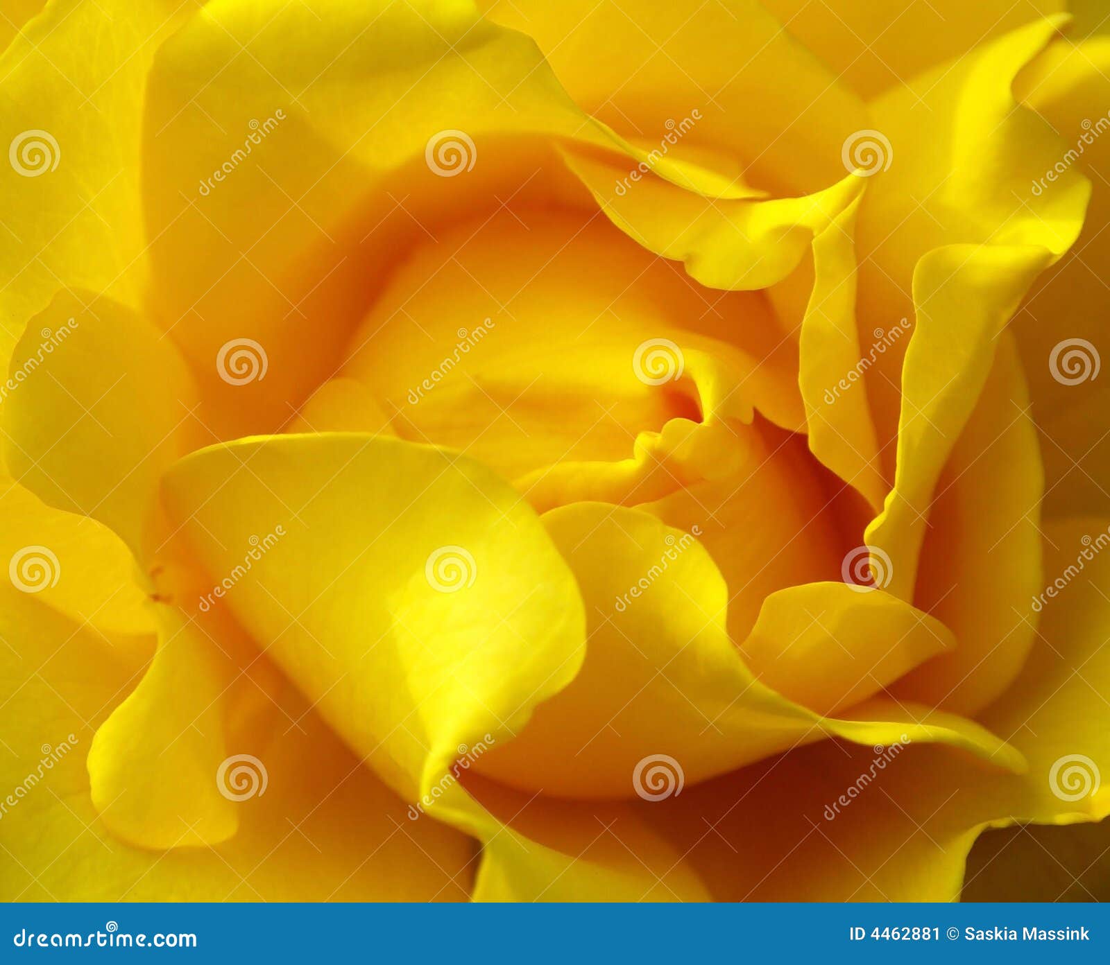 Yellow rose. stock image. Image of yellow, flower, macro - 4462881