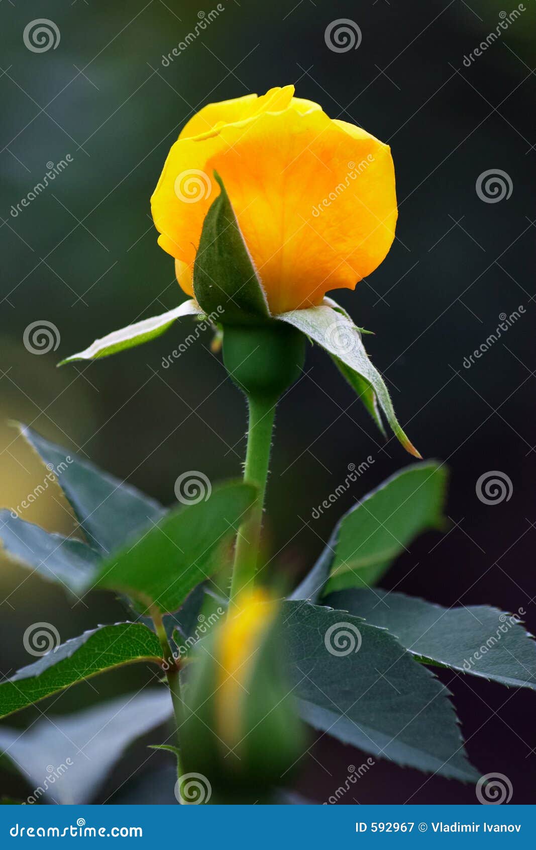 Yellow rose stock image. Image of bloom, female, garden - 592967