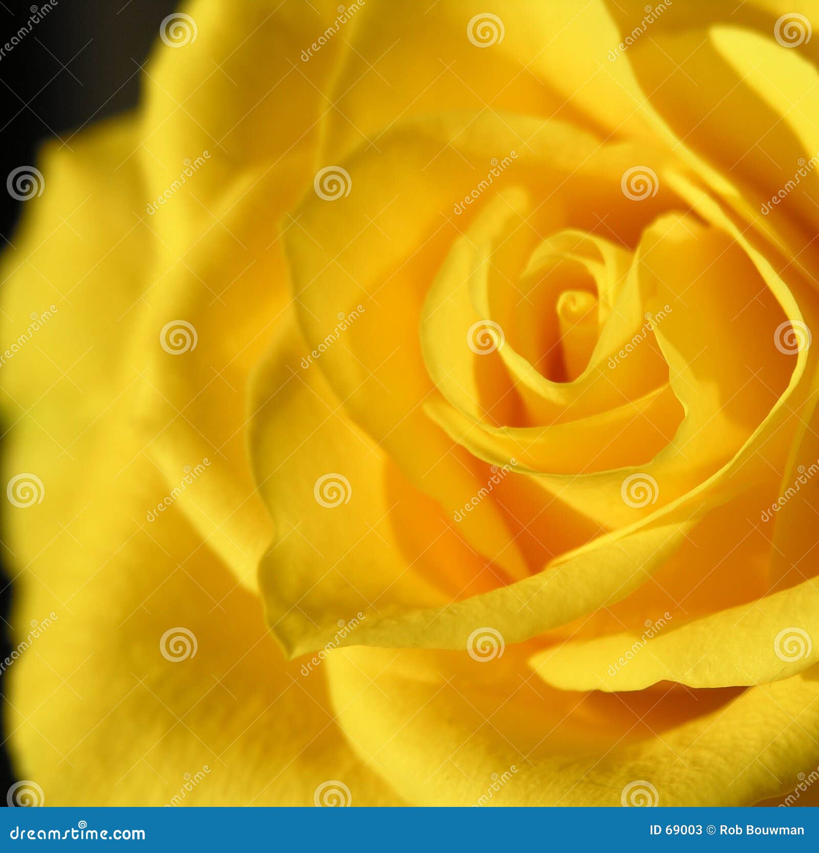 Yellow rose stock image. Image of yard, delicate, plant - 69003