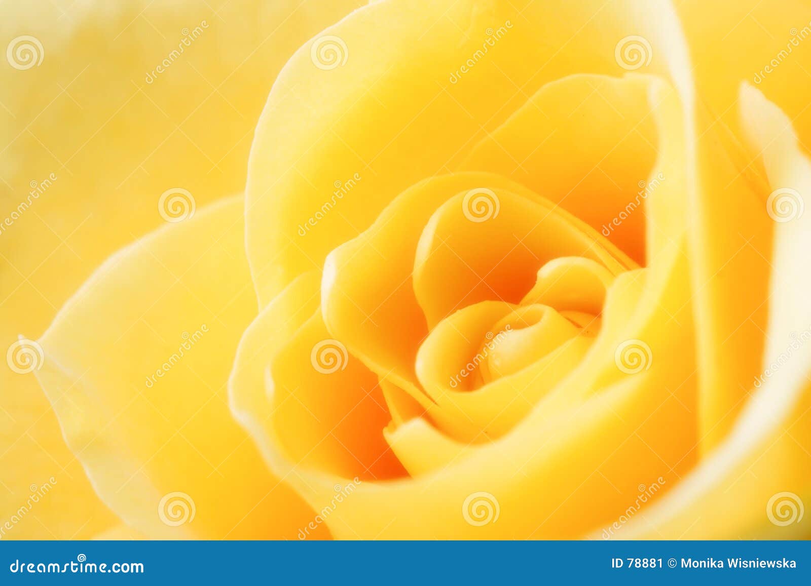 Yellow Rose Top View Royalty-Free Stock Photography | CartoonDealer.com ...