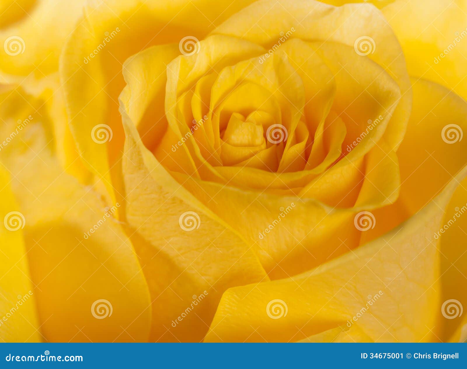 Yellow rose abstract stock image. Image of plant, valentines - 34675001