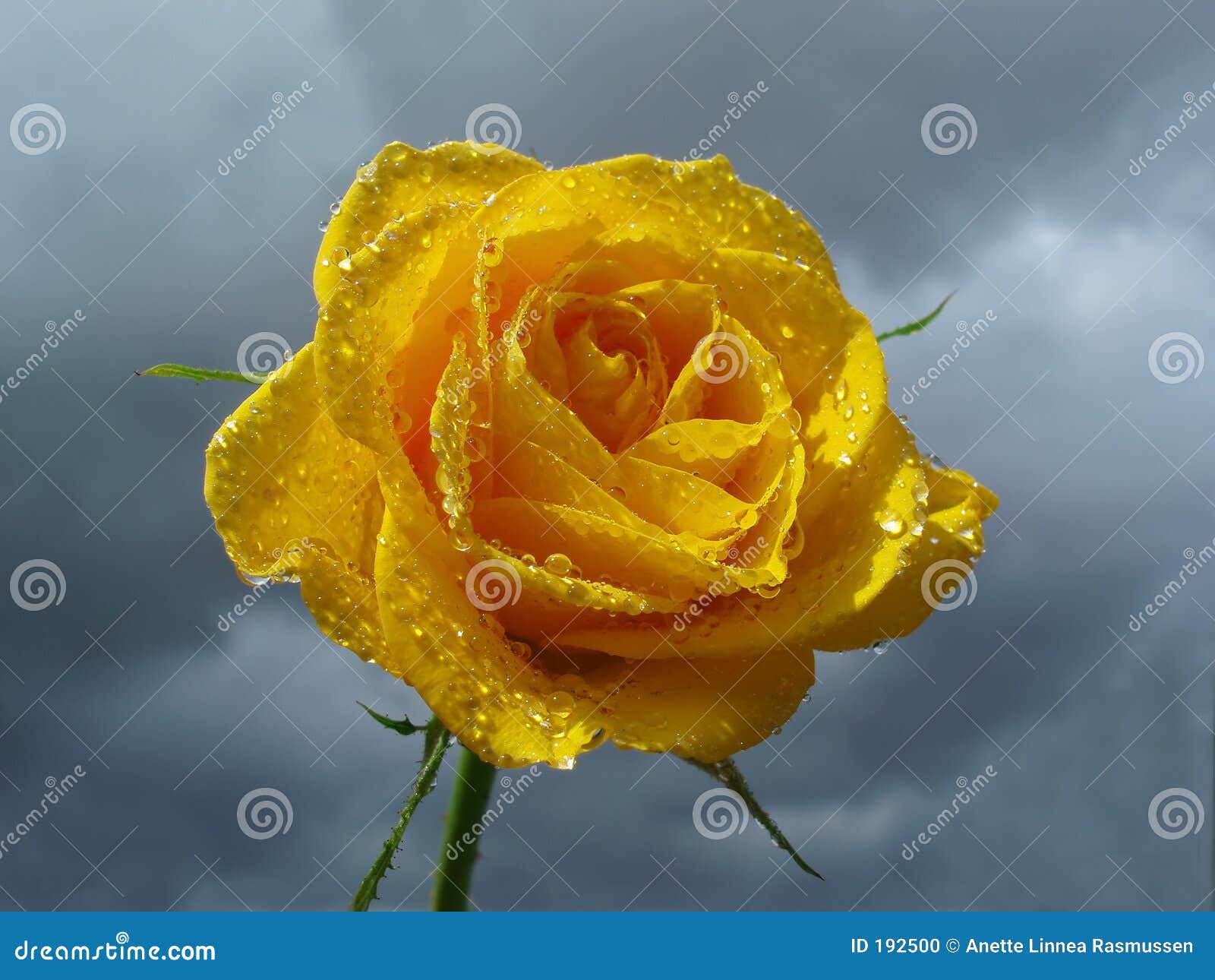 Yellow Rose Against Sky with Clouds Stock Photo - Image of blossom ...