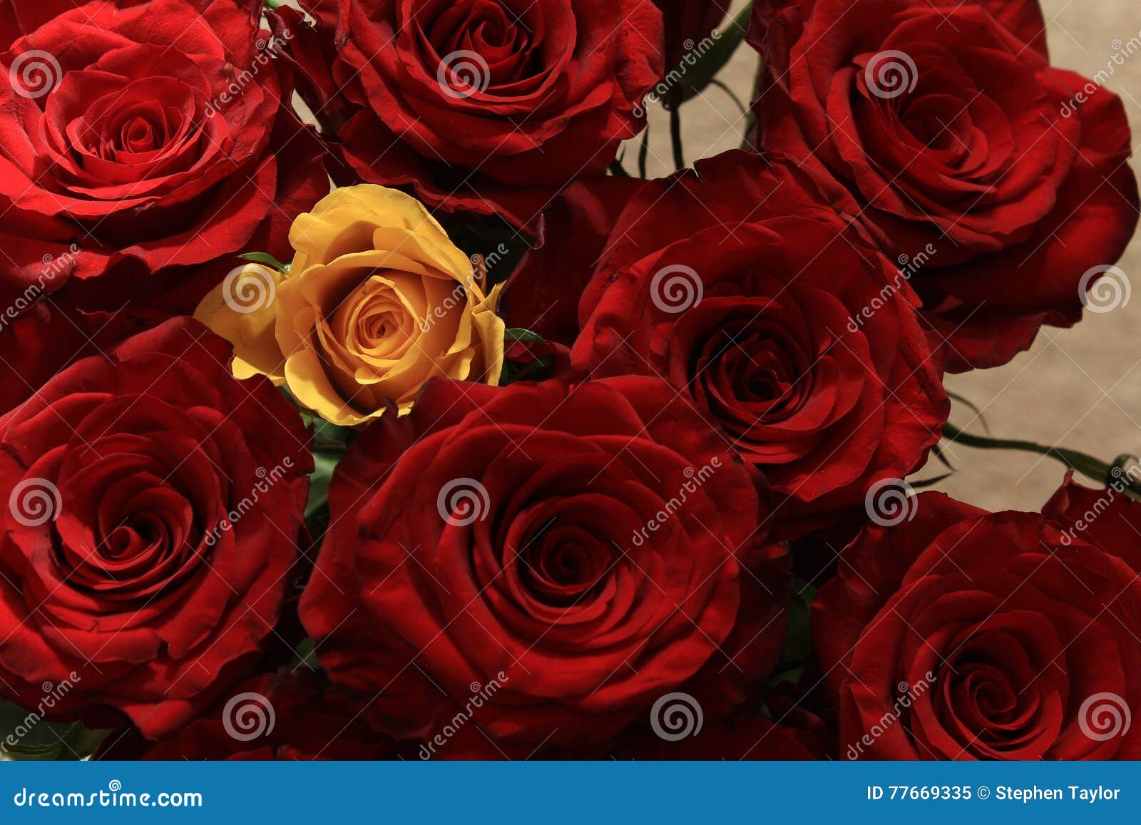 Yellow Rose Amongst Red Roses Stock Image - Image of detail, single ...