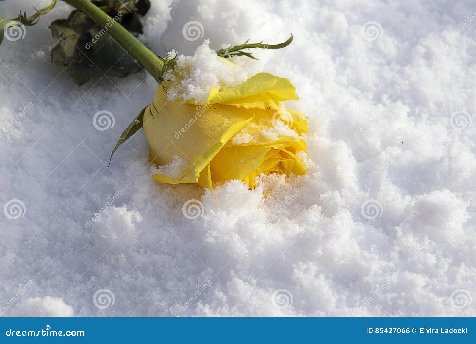 Yellow rose stock photo. Image of multicolor, pink, monochrome - 85427066