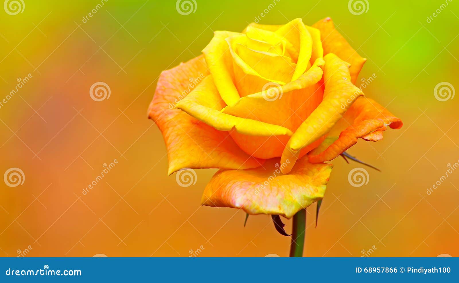 17,842 Yellow Rose Field Photos - Free & Royalty-Free Stock Photos from ...